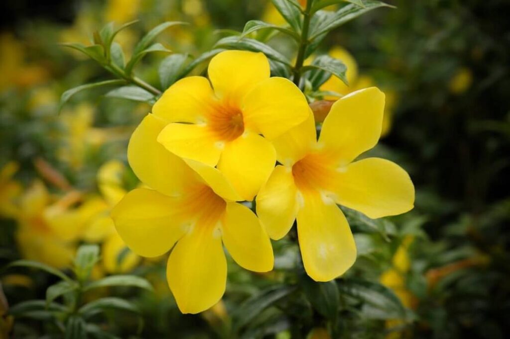 24 Perennial Flowering Vines for Effortless Climbing Beauty
