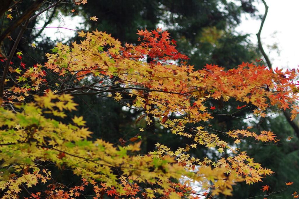 18 Stunning Types of Japanese Maples for Your Garden