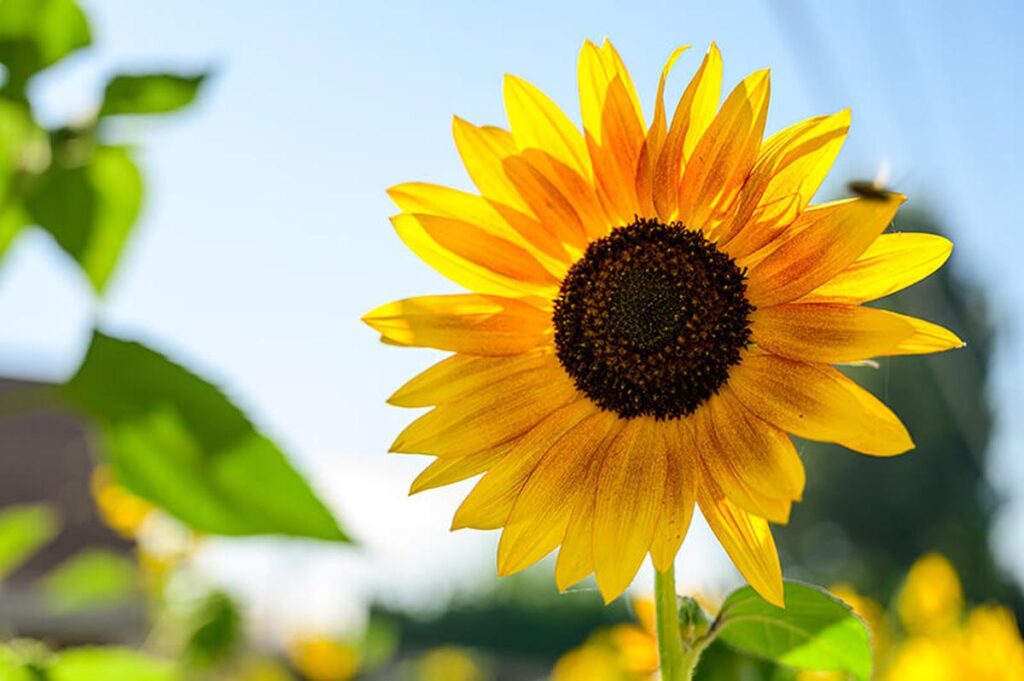 27 Stunning Yellow Flowers to Cheer Up Your Yard