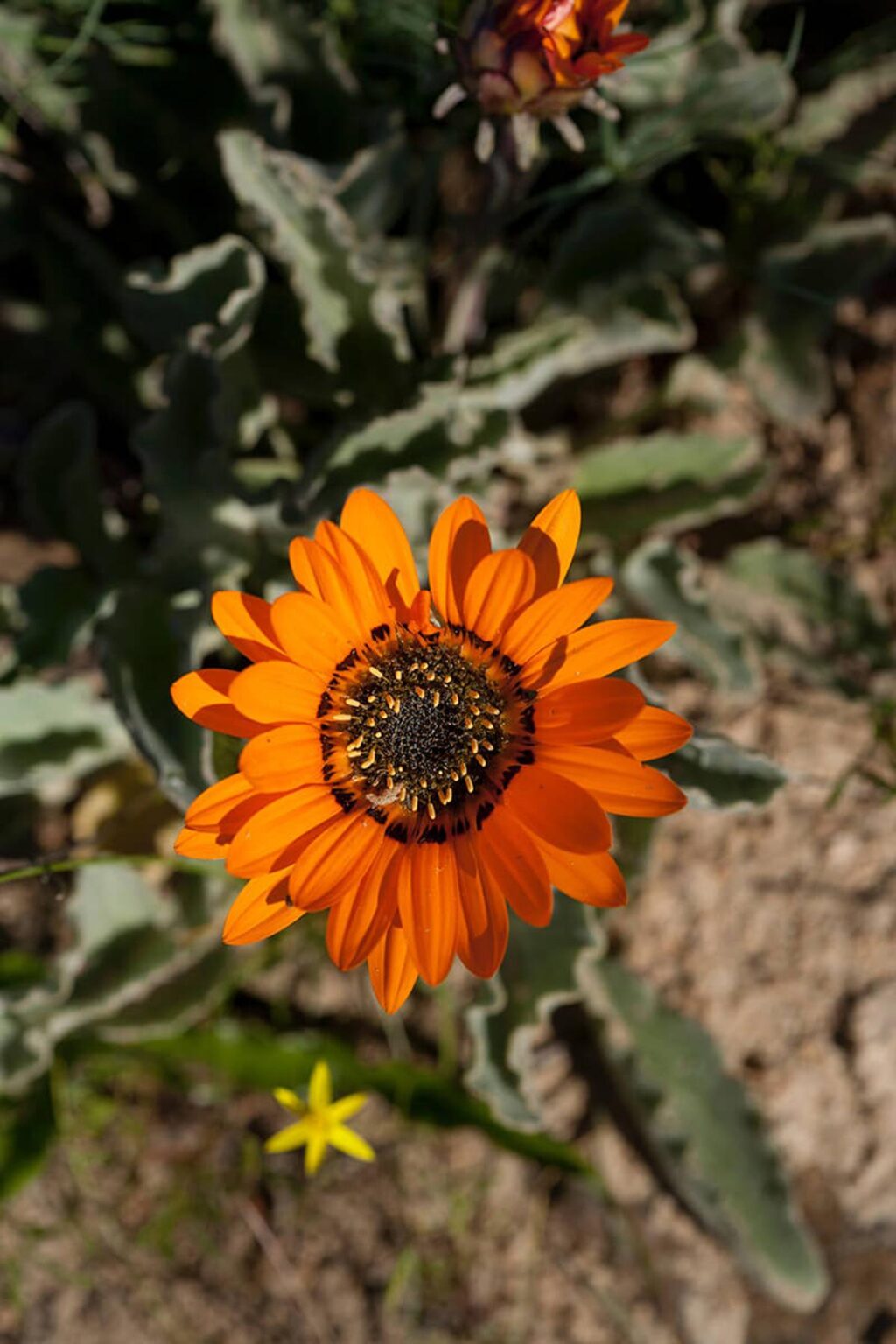 27 Beautiful Types of Daisies for a Stunningly Colorful Garden
