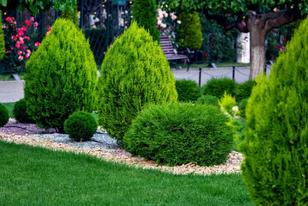 23 Shade-Loving Evergreens for Low-Light Gardens