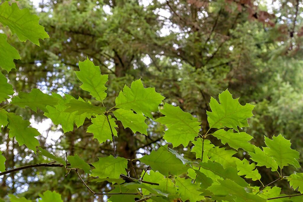 27 Magnificent Types of Oak Trees for a Majestic Landscape