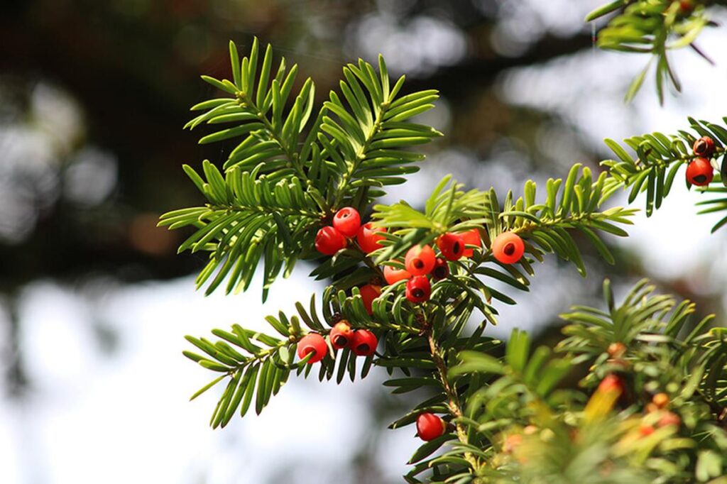 28 Top Types of Evergreen Trees
