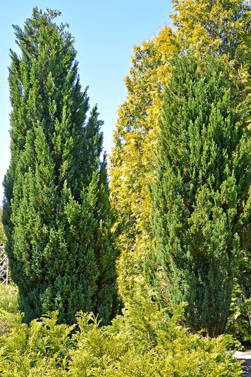15 Stunning Fast Growing Shrubs for Ultimate Privacy