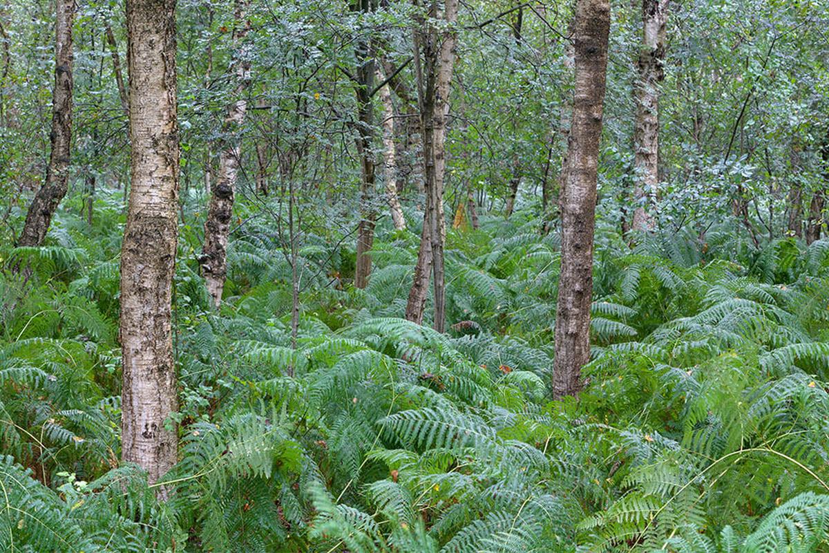 11 Stunning Birch Tree Varieties for Your Landscape