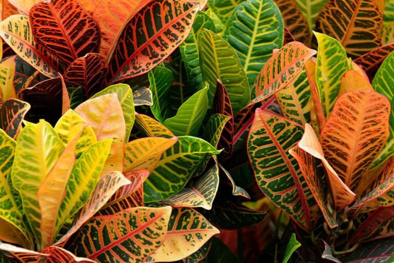 29 Sun-Loving Houseplants for South-Facing Windows
