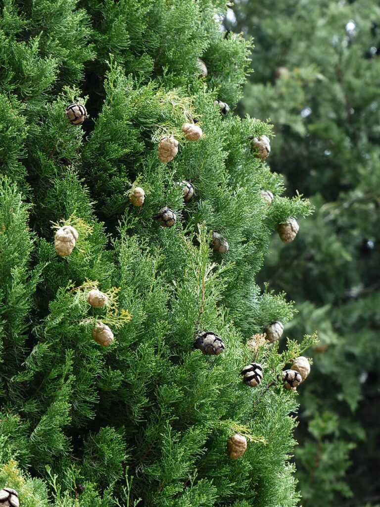 28 Top Types of Evergreen Trees