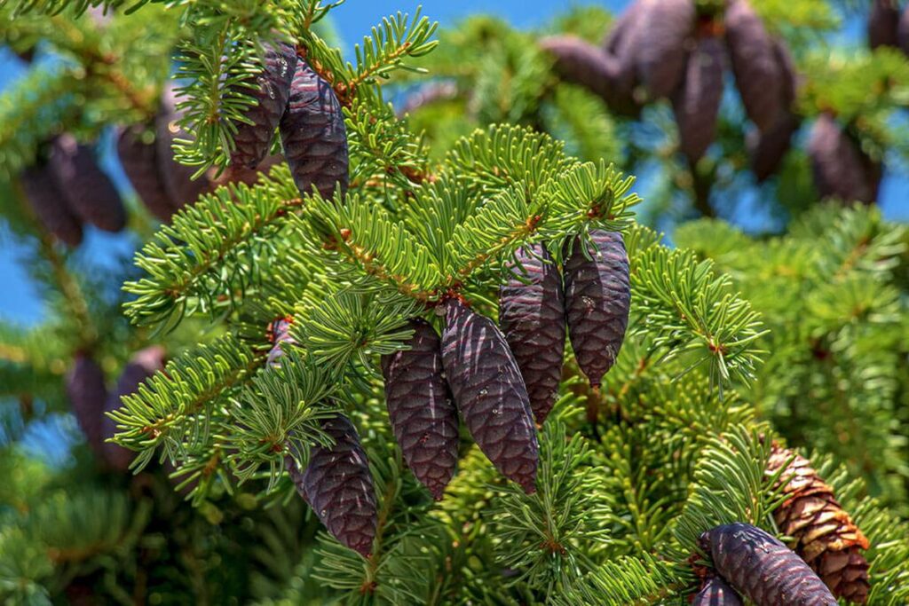 14 Amazing Spruce Tree Varieties for Every Garden Style
