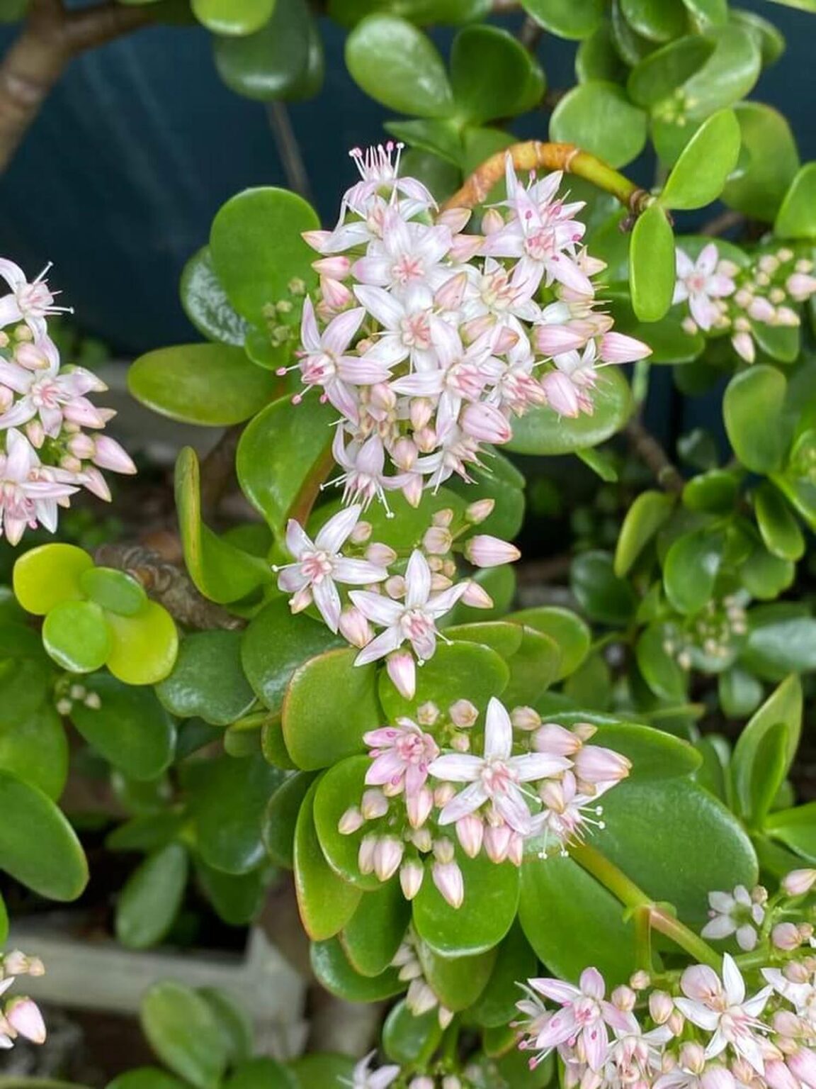 13 Exotic Jade Plant Varieties You Need to Know