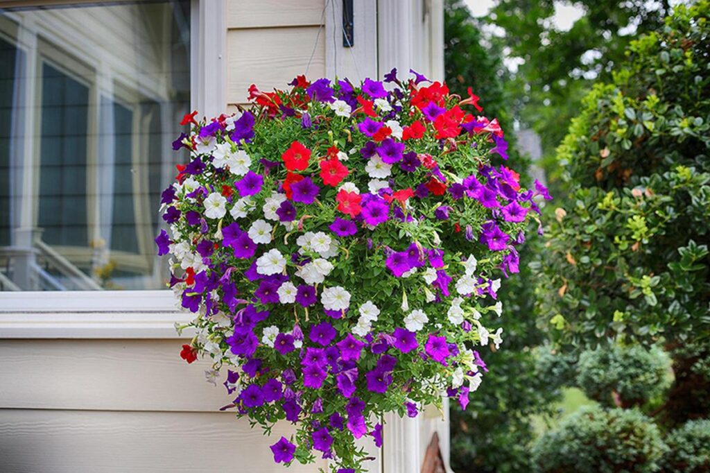 27 Radiant Rainbow Flowers to Brighten Your Garden