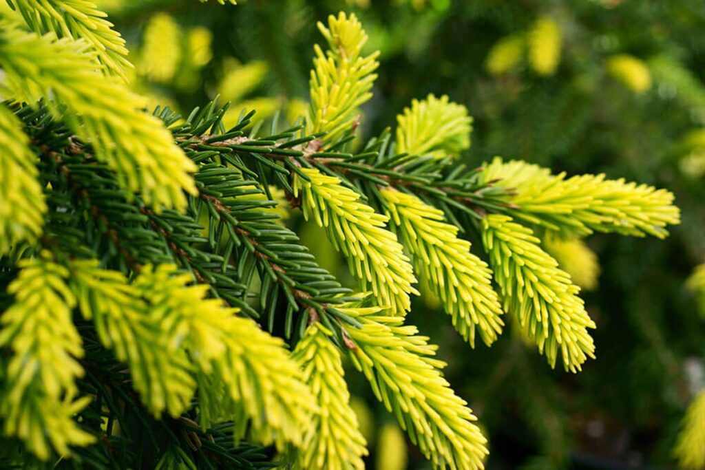 14 Amazing Spruce Tree Varieties for Every Garden Style