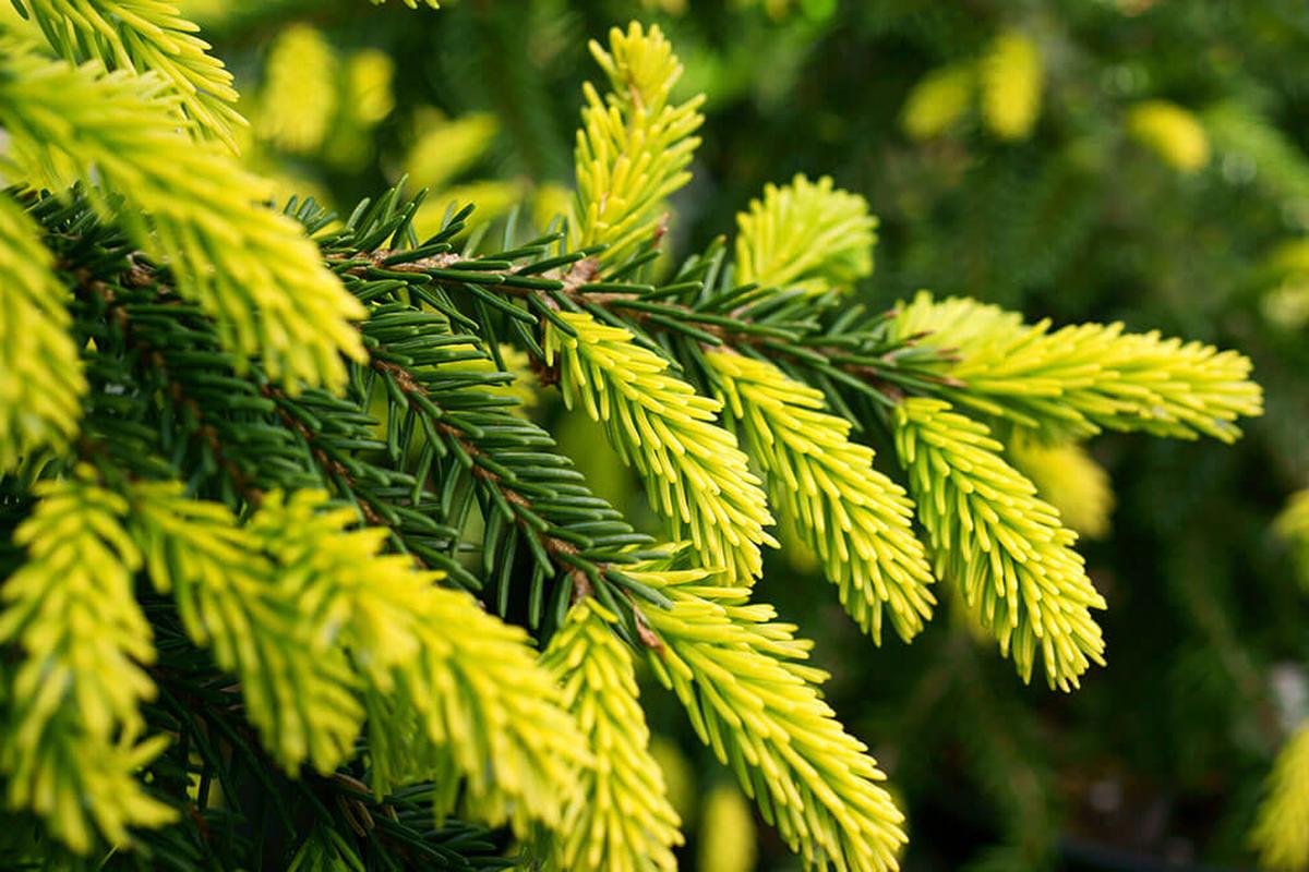14 Amazing Spruce Tree Varieties for Every Garden Style