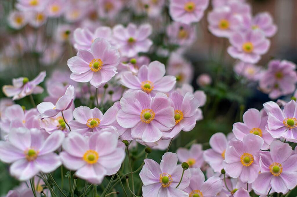 27 Beautiful Japanese Flowers for a Serene Garden Makeover