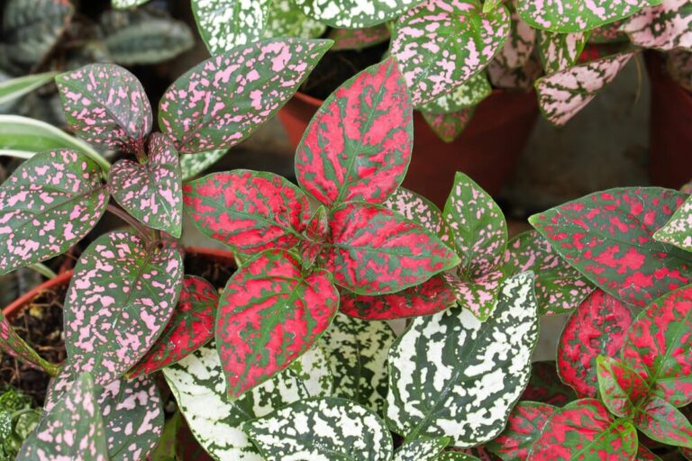 17 Red-Leafed Houseplants to Brighten Your Indoor Space