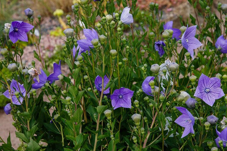 27 Unique Flowers for a Garden That Makes You Smile