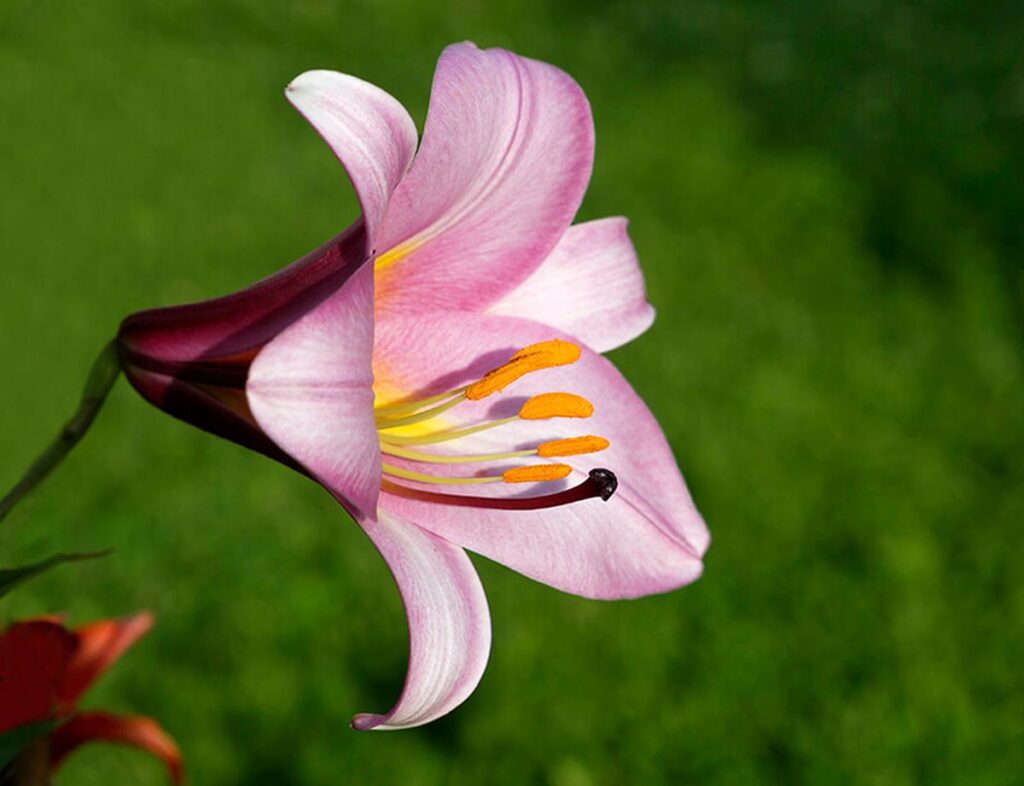 27 Gorgeous Lily Varieties to Elevate Your Garden’s Beauty