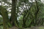 27 Magnificent Types of Oak Trees for a Majestic Landscape