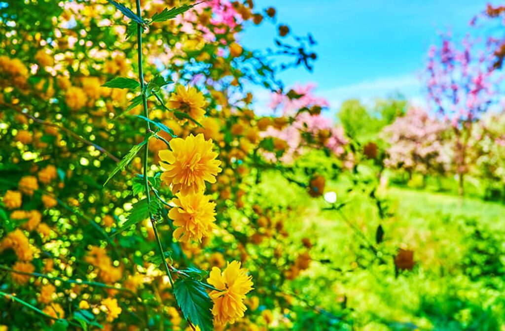 27 Beautiful Japanese Flowers for a Serene Garden Makeover