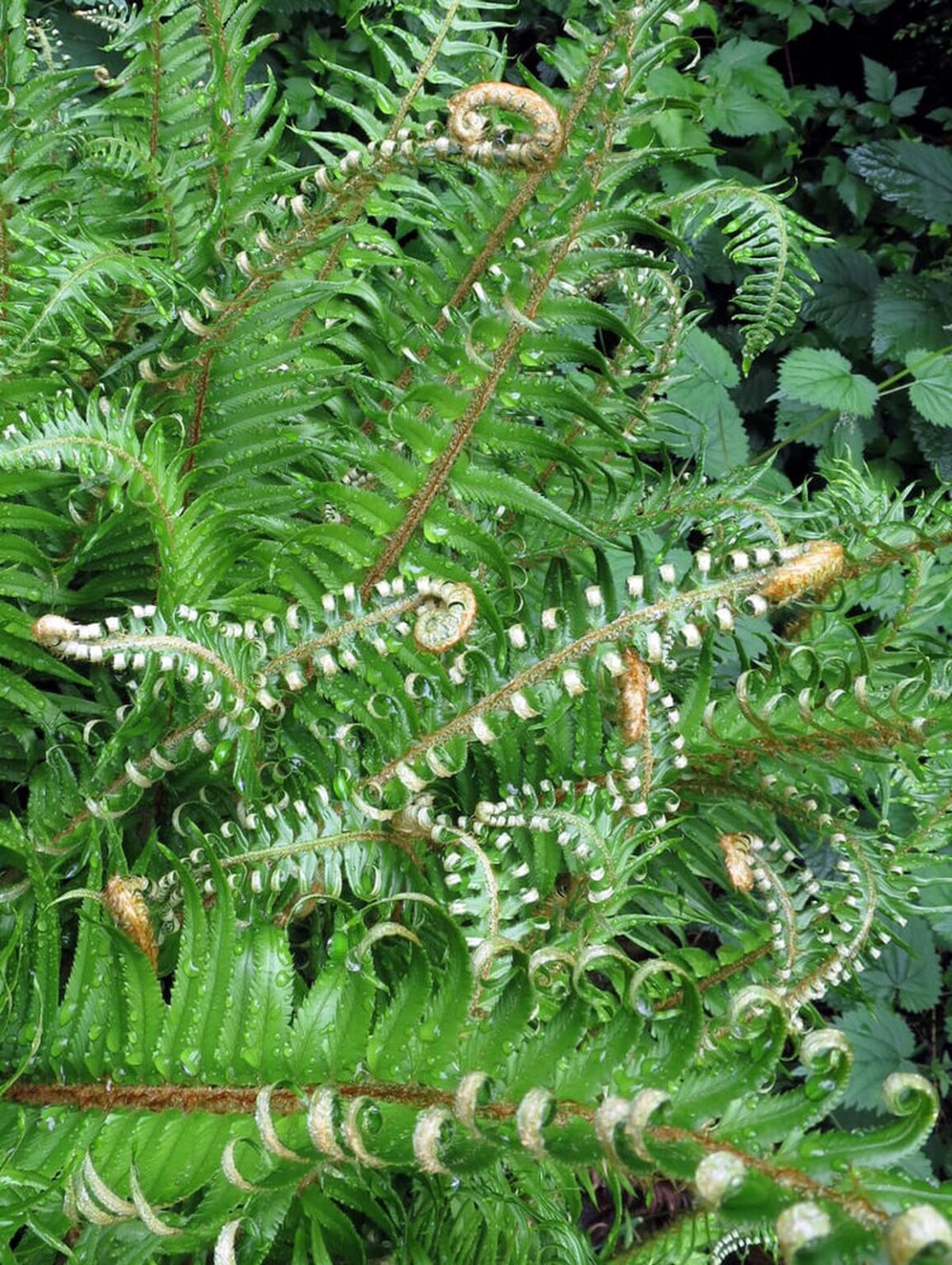21 Types of Fern with Fabulous Foliage for Indoors and Out