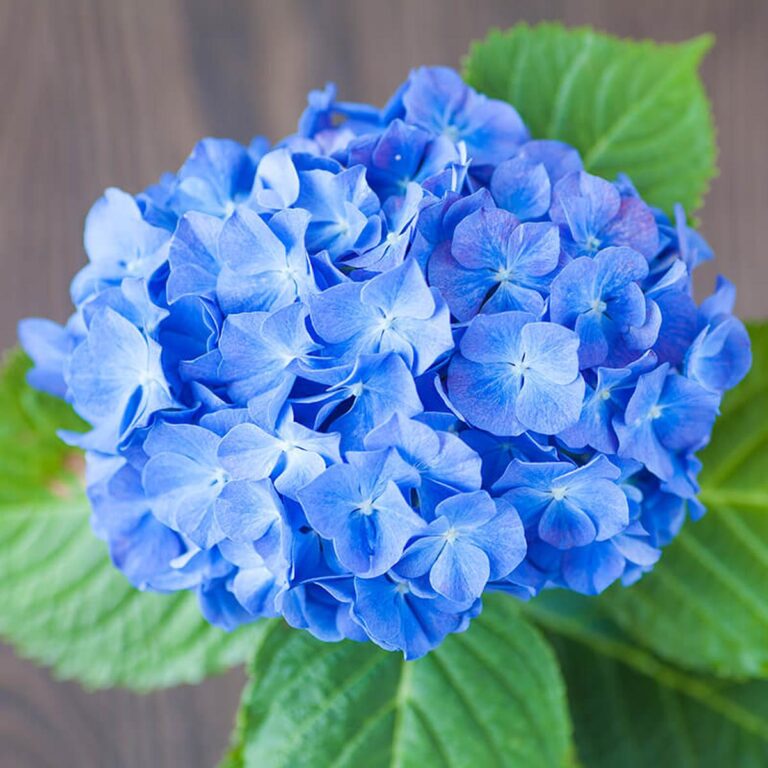 27 Enchanting Blue Flowers to Add Elegance and Charm to Your Garden