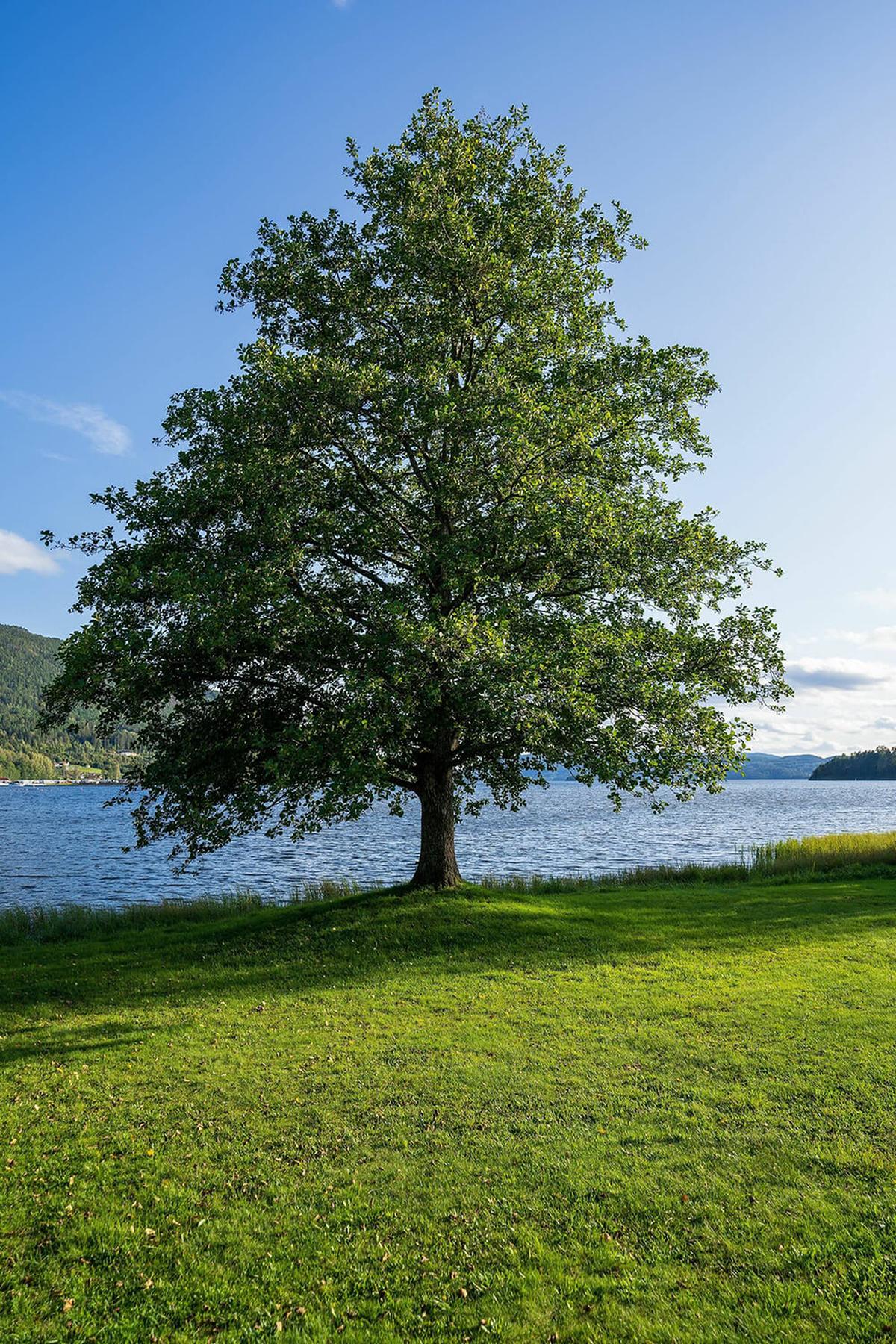 12 Top Types of Alder Trees for Classic Gardens