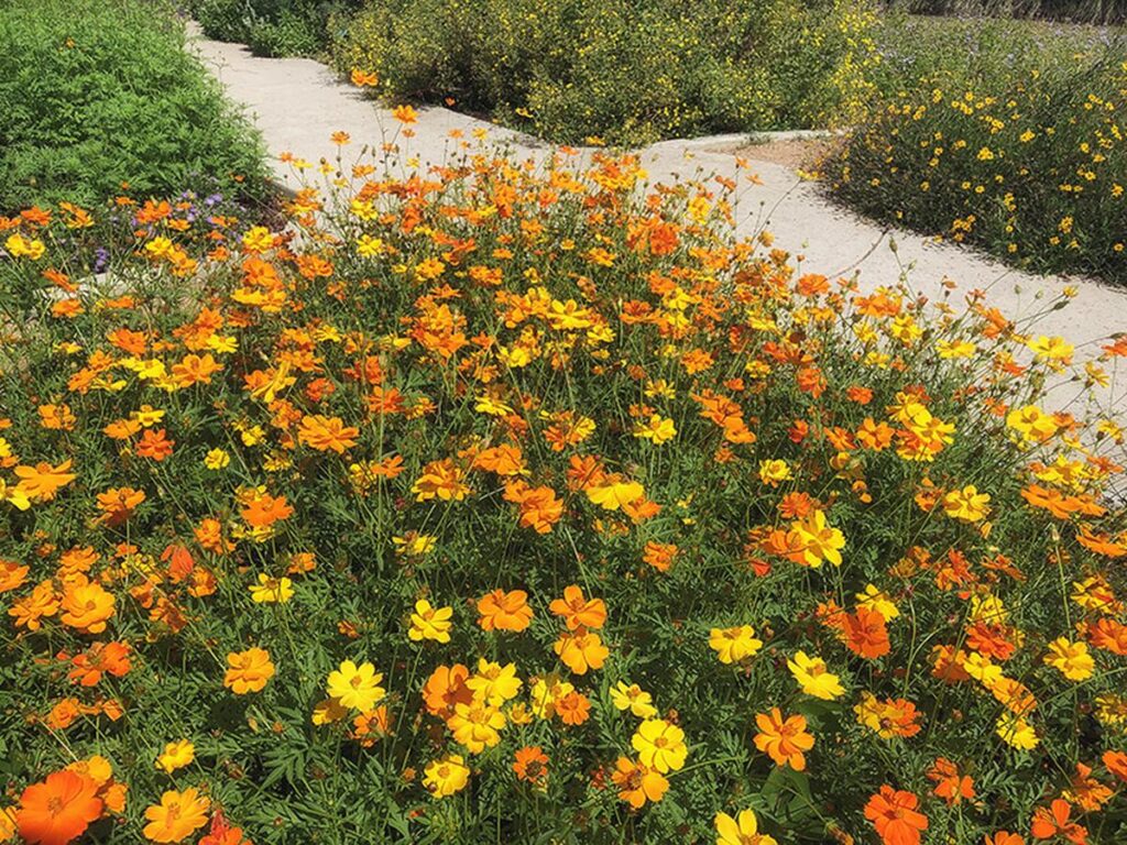 27 Vibrant Mexican Flowers for a Lively Garden