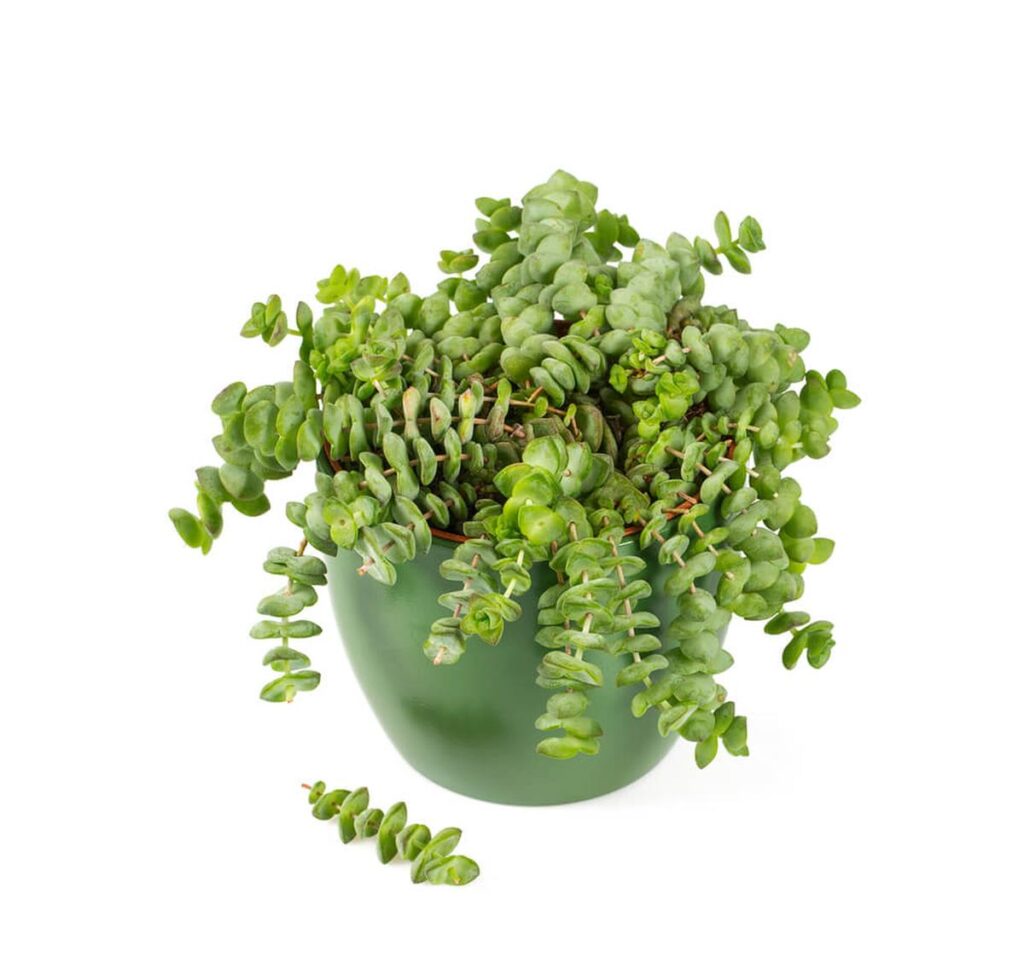 13 Exotic Jade Plant Varieties You Need to Know