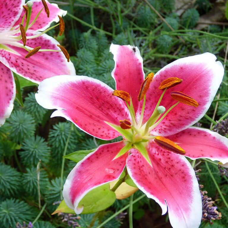 27 Gorgeous Lily Varieties to Elevate Your Garden’s Beauty