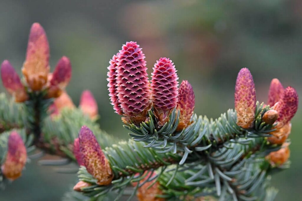 14 Amazing Spruce Tree Varieties for Every Garden Style