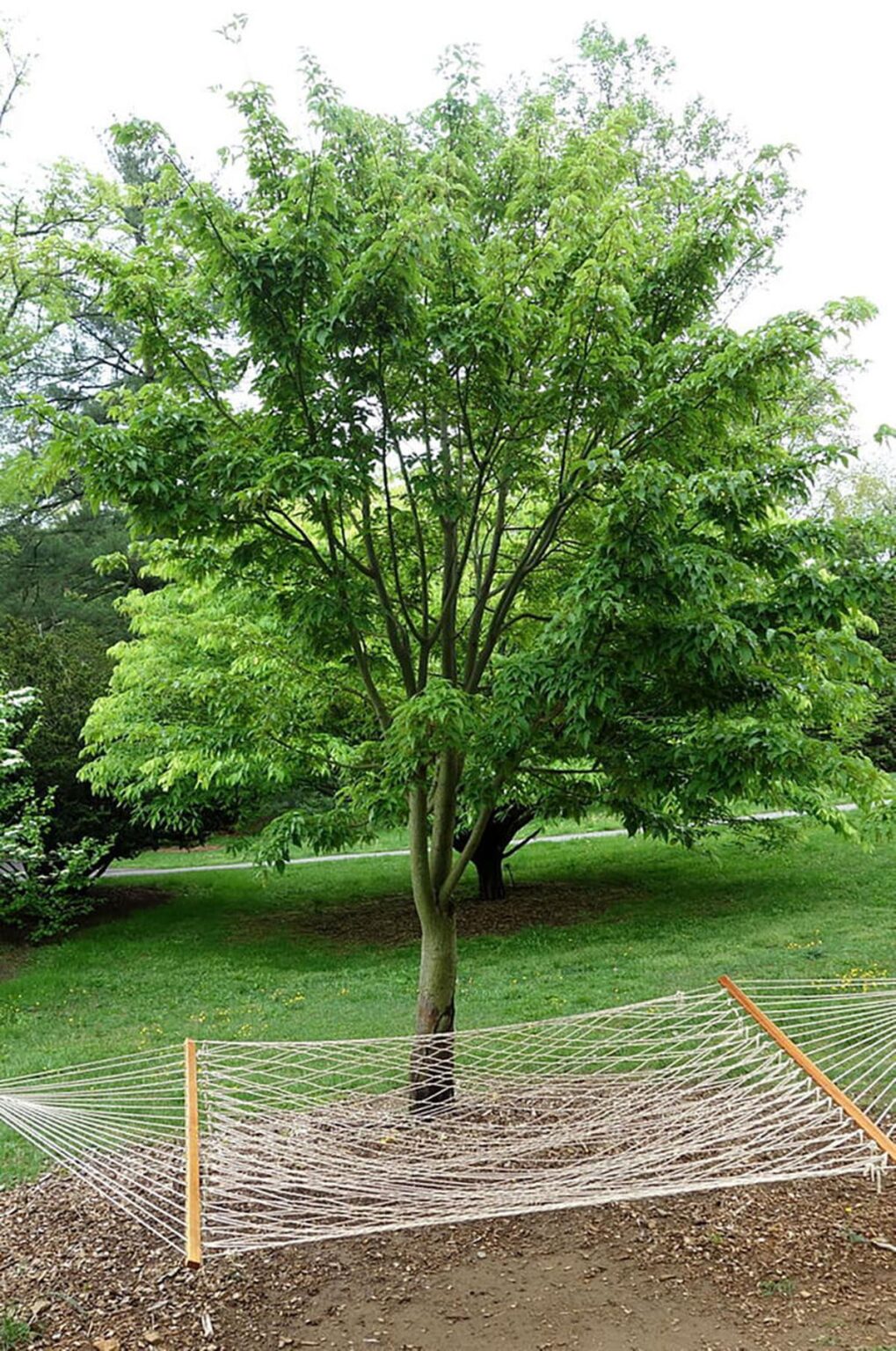 25 Top Maple Varieties for Stunning Fall Colors