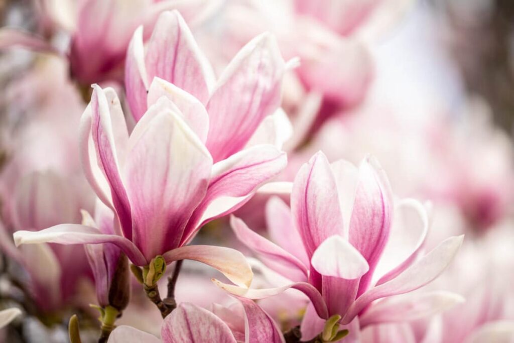 20 Stunning Pink-Flowering Trees to Beautify Your Garden