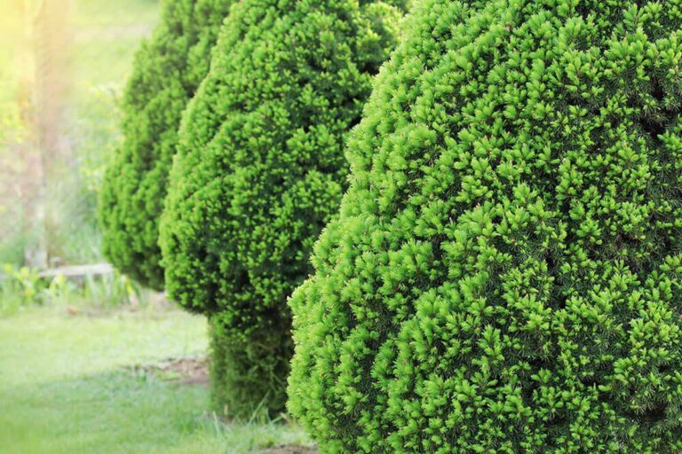14 Amazing Spruce Tree Varieties for Every Garden Style