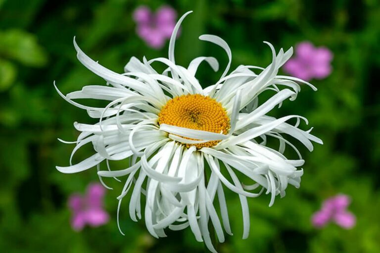 27 Unique Flowers for a Garden That Makes You Smile