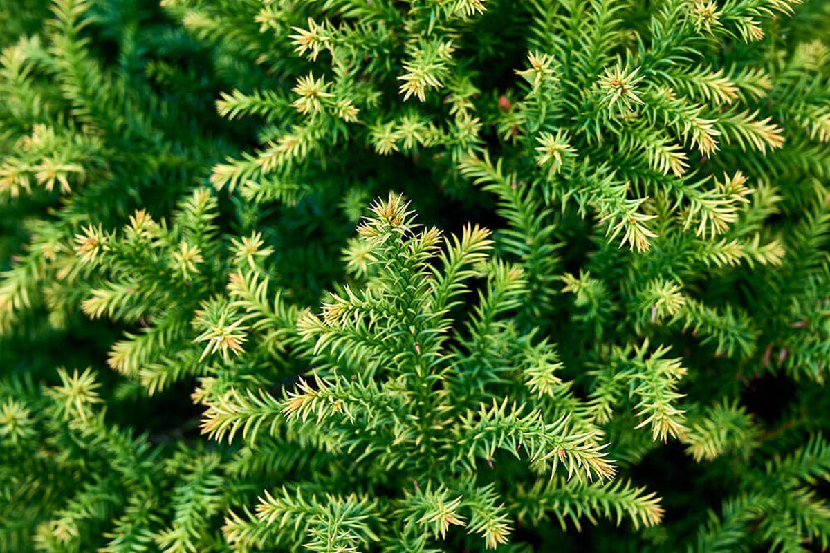 13 Best Cedar Trees to Enhance Your Outdoor Space