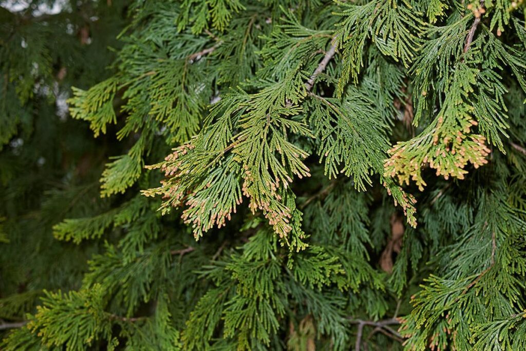 13 Best Cedar Trees to Enhance Your Outdoor Space