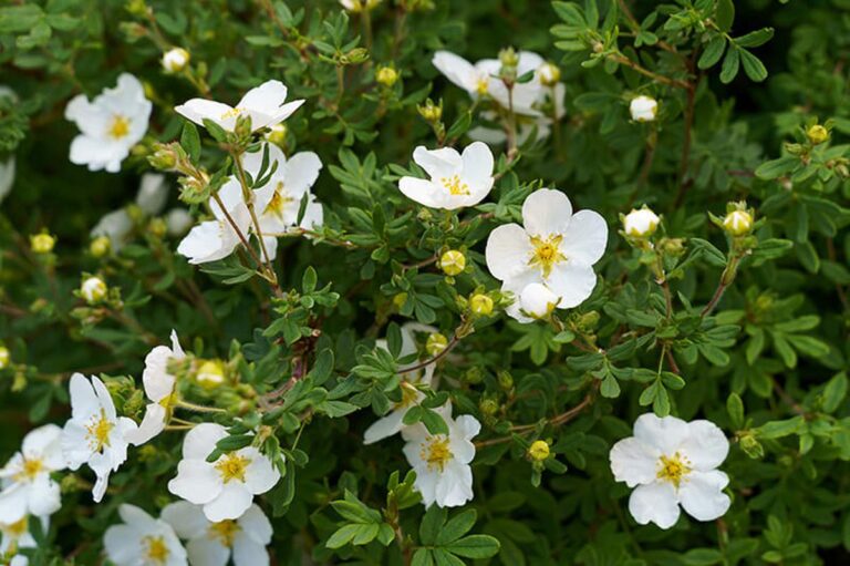 27 Eye-Catching Spring Flowers for Outdoor Beauty