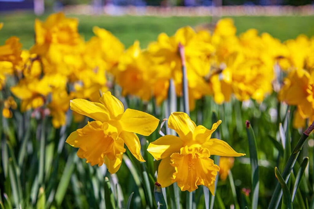 27 Stunning Yellow Flowers to Cheer Up Your Yard