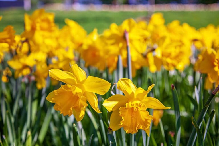 27 Stunning Yellow Flowers to Cheer Up Your Yard