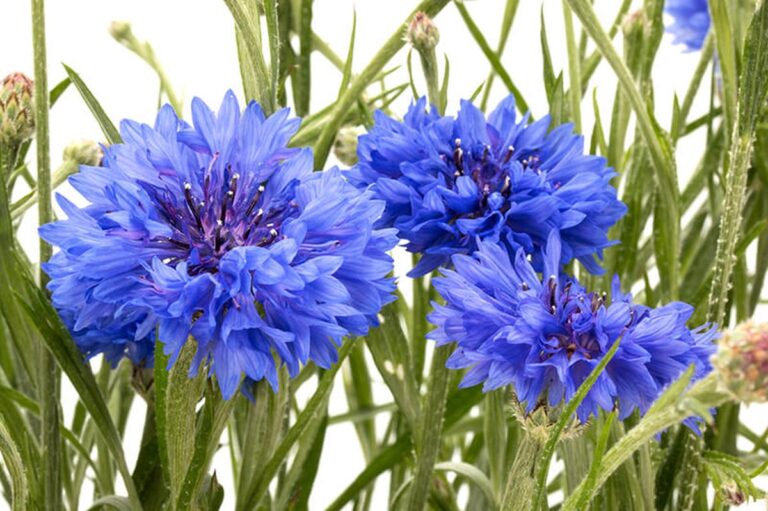 27 Enchanting Blue Flowers to Add Elegance and Charm to Your Garden
