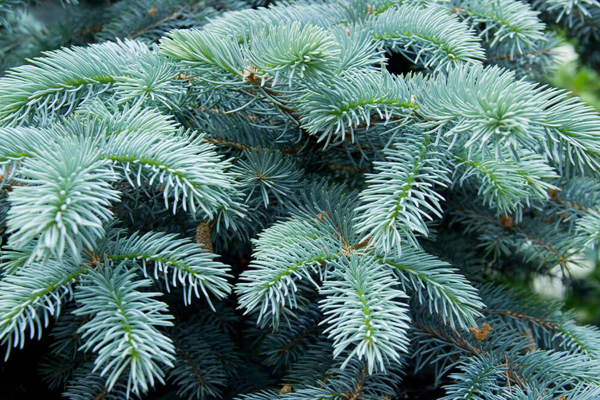 14 Amazing Spruce Tree Varieties for Every Garden Style