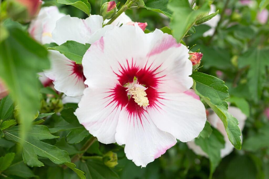27 Perennial Flowers to Create a Garden You'll Adore Annually