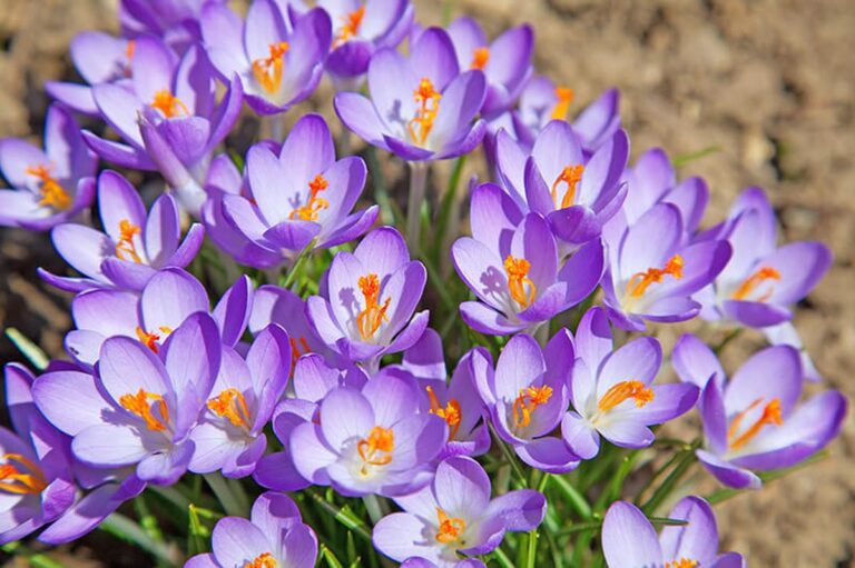 27 Cute Flowers to Lift Your Garden's Spirit