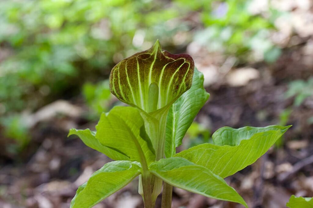 22 Stunning Types of Green Flowers for a Unique Garden