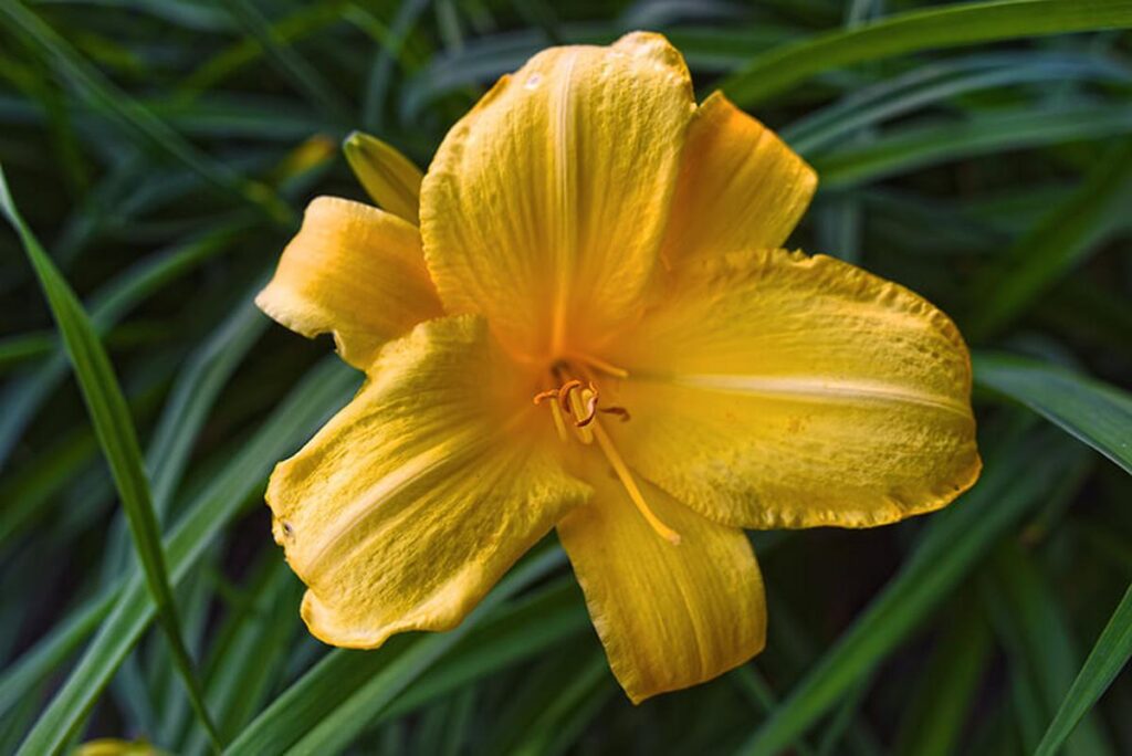 27 Gorgeous Lily Varieties to Elevate Your Garden’s Beauty