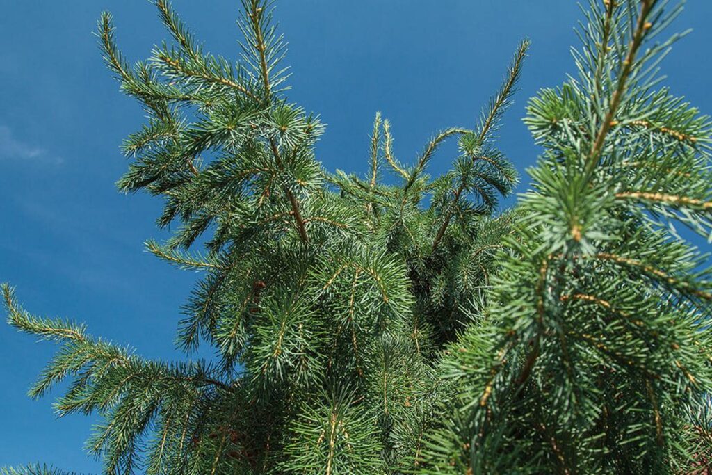 14 Amazing Spruce Tree Varieties for Every Garden Style