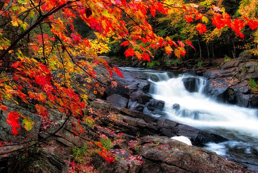 25 Top Maple Varieties for Stunning Fall Colors
