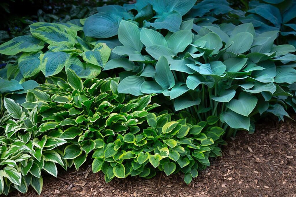 14 Amazing Plants Growing in Dry Shade