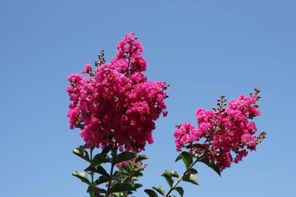 20 Stunning Pink-Flowering Trees to Beautify Your Garden