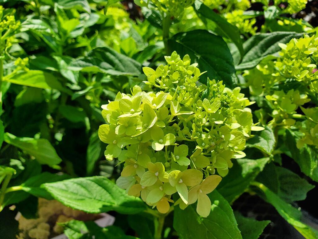 22 Stunning Types of Green Flowers for a Unique Garden