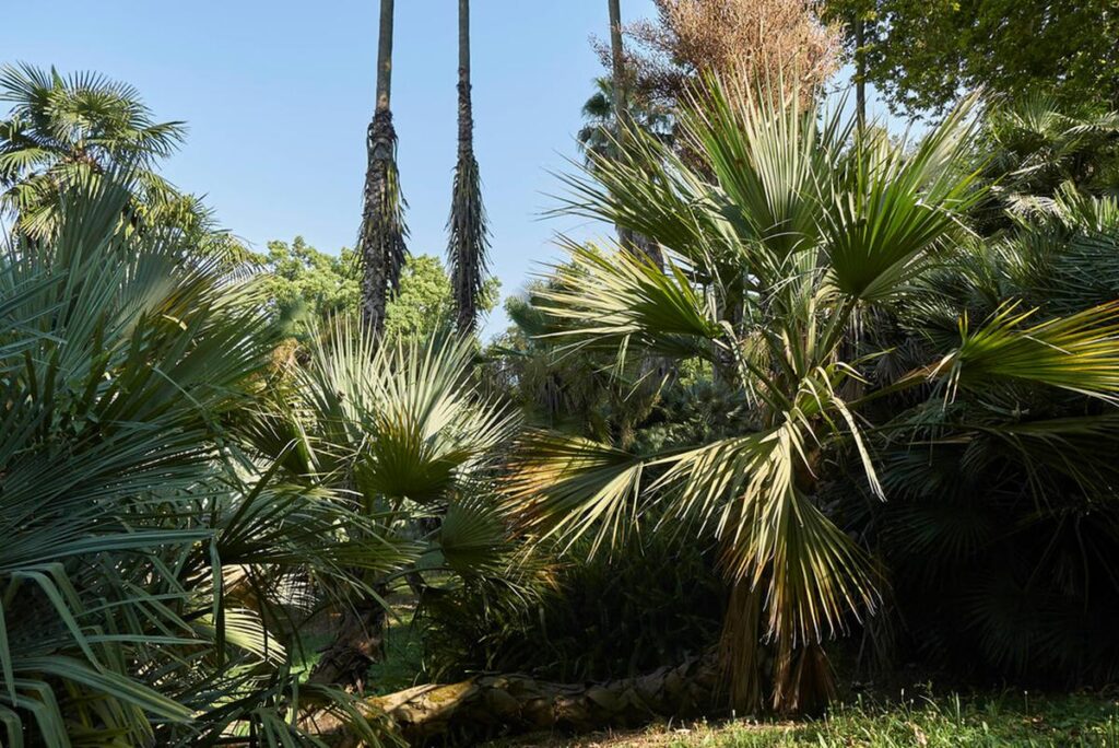 40 Types of Palm Trees for a Lush Tropical Ambiance